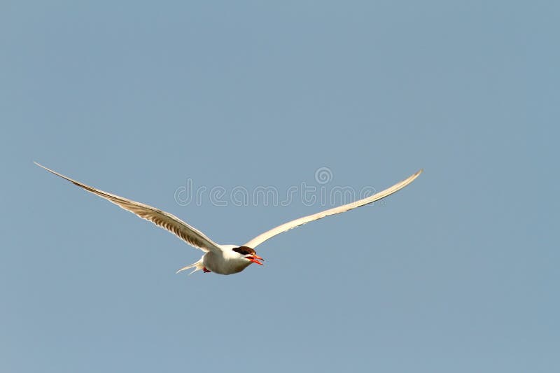 Common Tern Flying Towards Camera Stock Photos - Free & Royalty-Free ...
