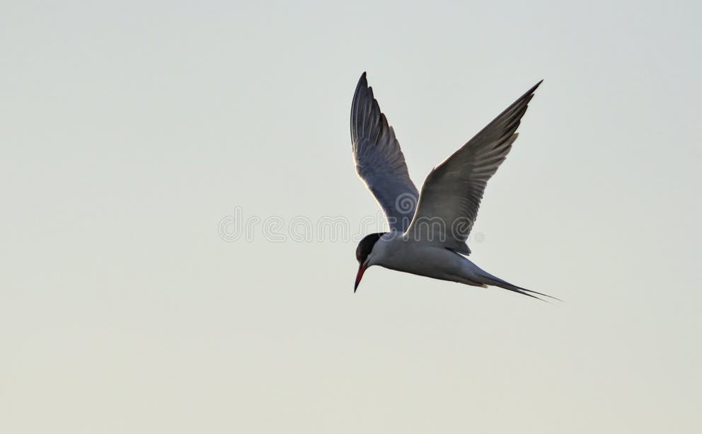 Common Tern, Greece stock photo. Image of water, birds - 179525486