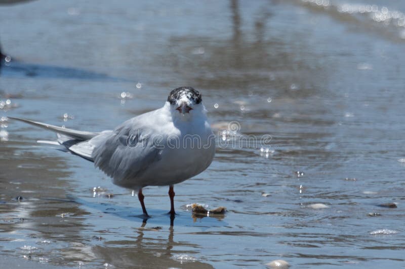 Common Tern Hirundo in Texas USA Stock Photo - Image of avian, native ...