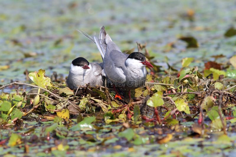 Common Tern Male and Female on the Nest Stock Photo - Image of bright ...