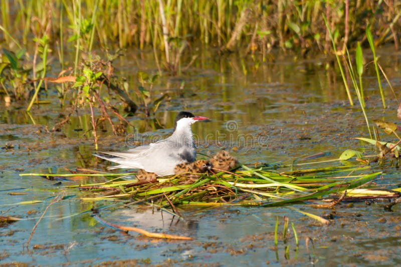 Common Tern Nest stock photo. Image of baby, water, hungry - 31788932