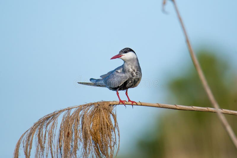 Common Tern Perched Atop a Blade of Grass, with Its Head Bowed Towards ...