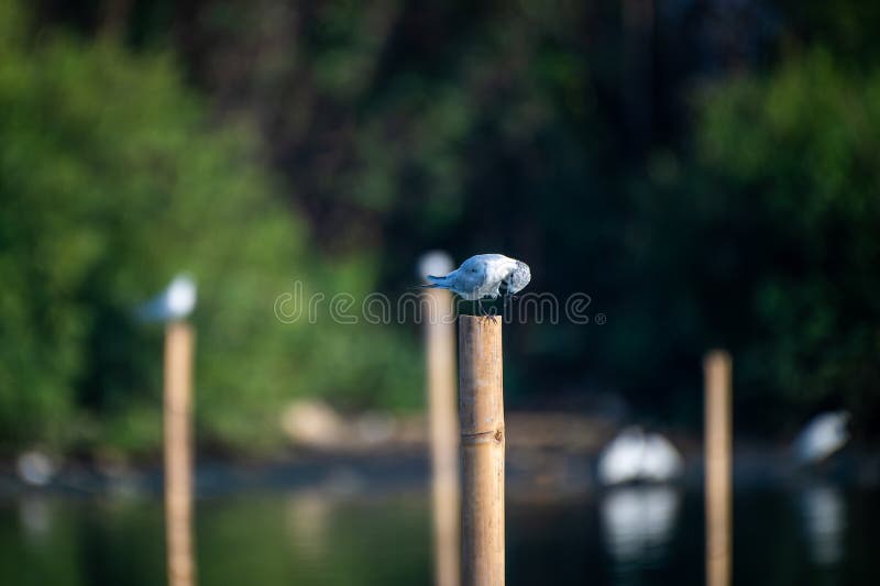 Common Tern Perched on a Dock Post on a Sunny Day Stock Image - Image ...