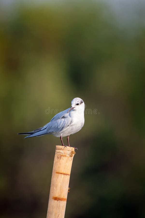 Common Tern Perched on a Dock Post on a Sunny Day Stock Photo - Image ...
