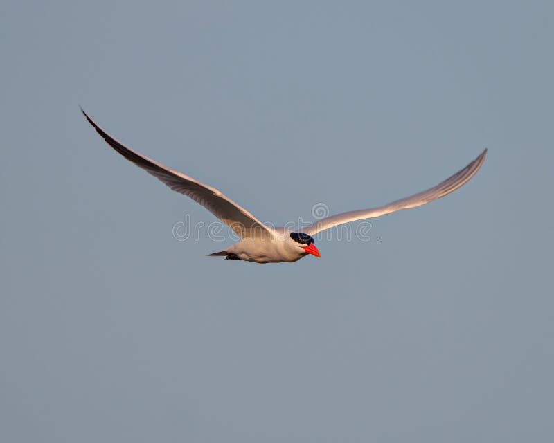 Common Tern Photo and Image. Flying with Blue Sky and Displaying White ...