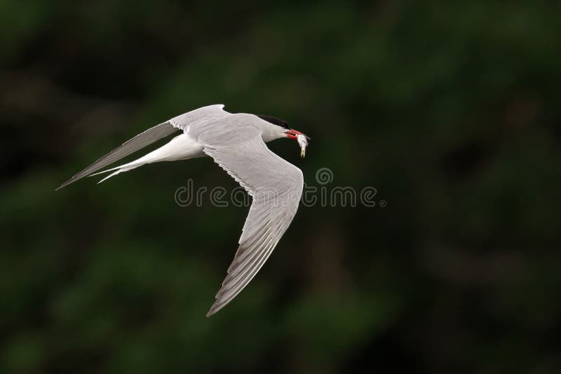 Common Tern with Red Beak and Black Cap Soars through the Air, Holding ...