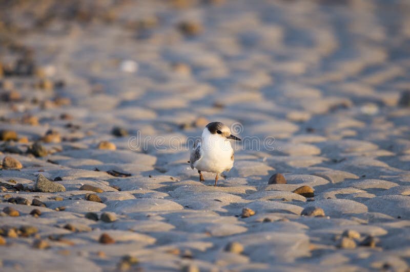 Common Tern on sand stock image. Image of wildlife, aves - 48679059