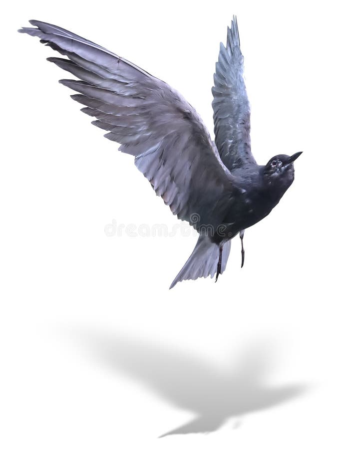 Crow in flight stock photo. Image of isolated, flight - 31049828