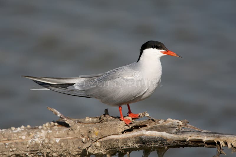 Common Tern Sits on the Large Branch Stock Photo - Image of ornithology ...
