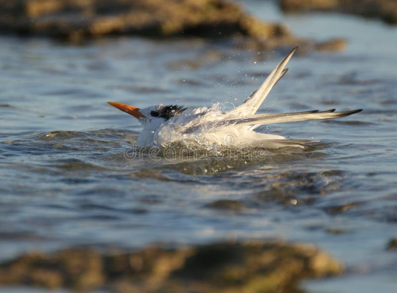 A Common Tern Splashes in the Shallow Sea. Stock Photo - Image of beak ...