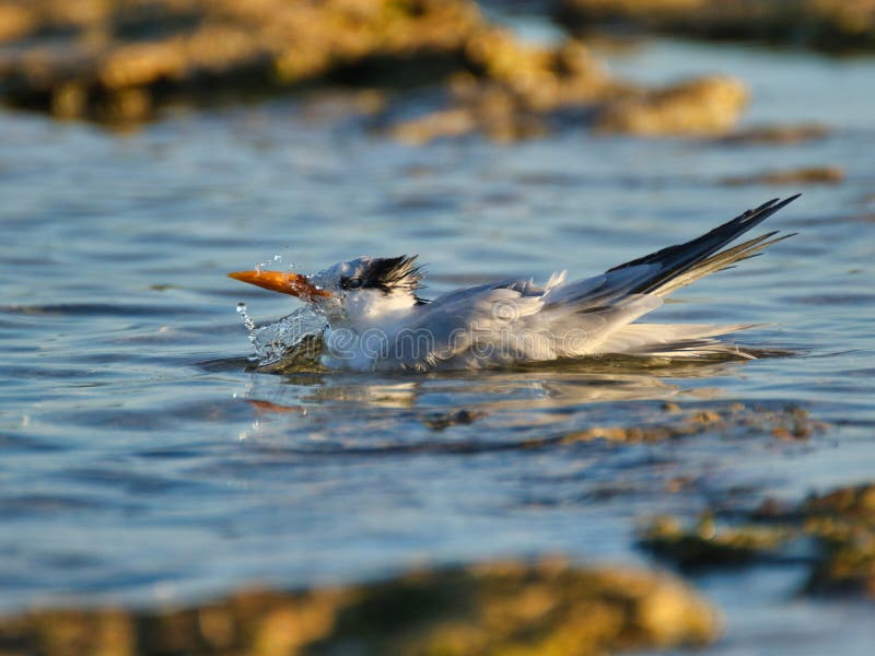A Common Tern Splashes in the Shallow Sea. Stock Photo - Image of ...