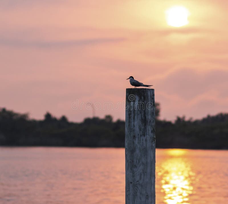 Common Tern Standing on Piling Over Water As Sun is Setting Stock Image ...