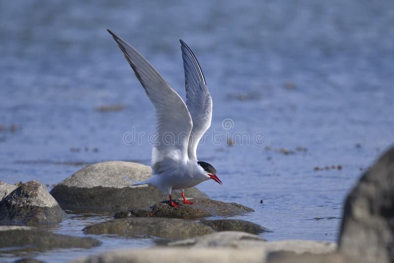 Common Tern, Sterna Hirundo Stock Image - Image of aggressive, face ...