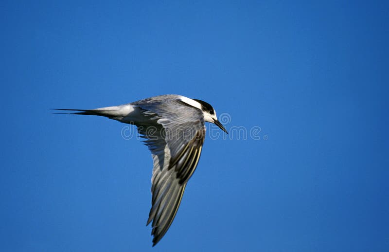 Common Tern, Sterna Hirundo, Adult in Flight, Bird in Winter Plumage ...