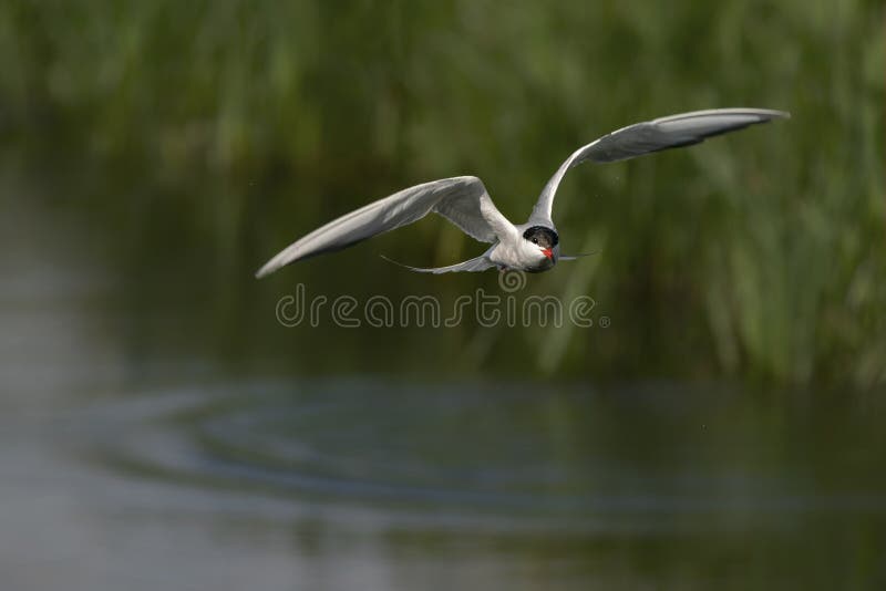 Common Tern Sterna Hirundo. Common Tern Caught a Small Fish Stock Image ...