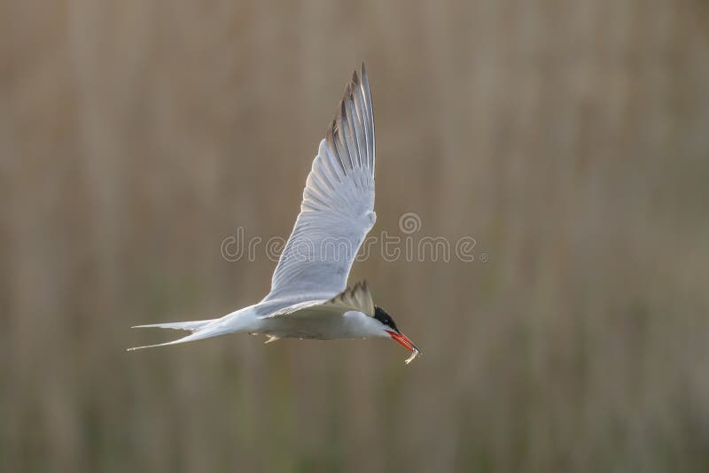 Common Tern Sterna Hirundo. Common Tern Caught a Small Fish Stock Image ...