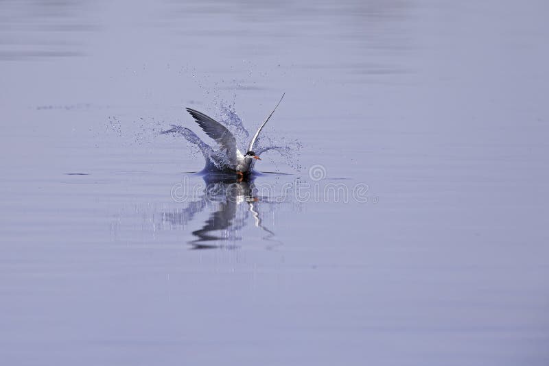 Common Tern Diving at Full Speed in a Lake To Hunt for Small Fish in ...
