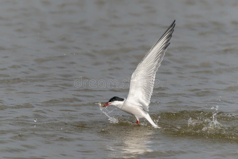 Common Tern Caught a Small Fish. Stock Photo - Image of hunter, gull ...