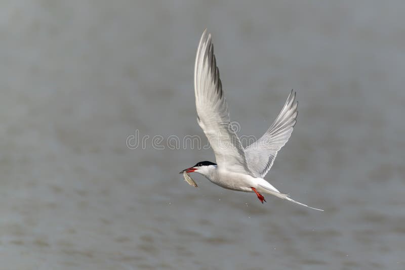 Common Tern Caught a Small Fish. Stock Photo - Image of bird, beak ...