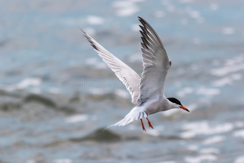 Common Tern in Hovering Pattern Ready To Dive for Catch Stock Photo ...
