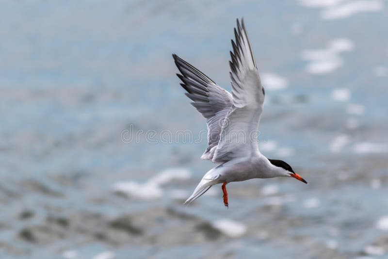 Common Tern in Hovering Pattern Ready To Dive for Catch Stock Image ...