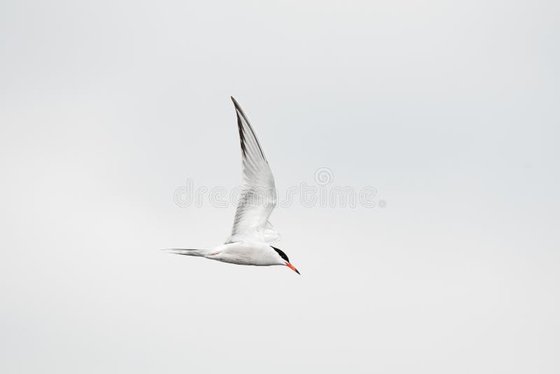 Common Tern - Sterna Hirundo - a Medium-sized Migratory Water Bird with ...