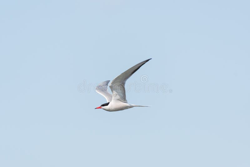 Common Tern - Sterna Hirundo - a Medium-sized Migratory Water Bird with ...