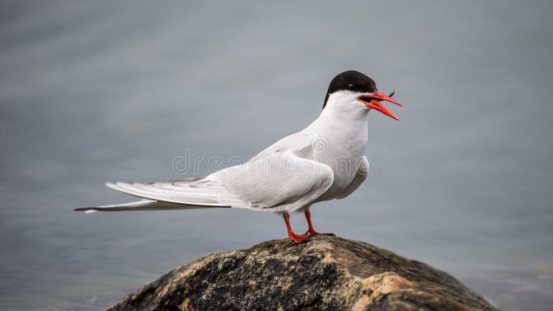 Common Tern stock image. Image of decurved, forked, masterly - 96539135