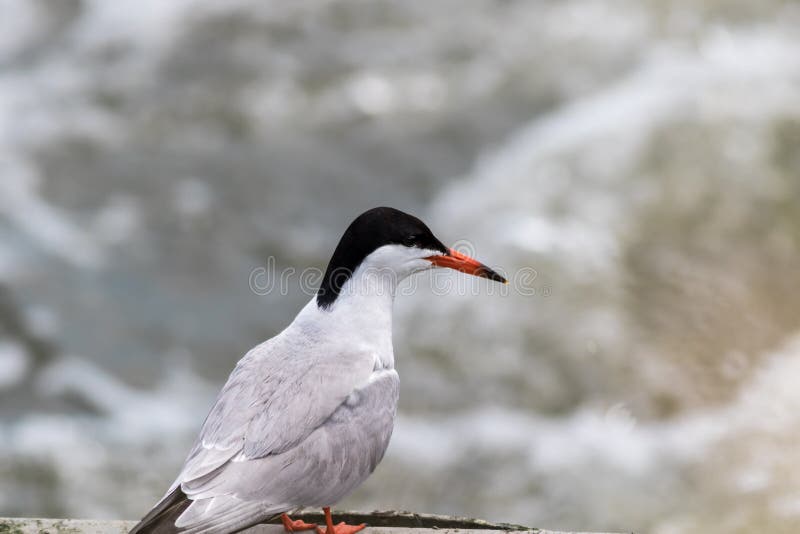Common Tern Ready To Dive for Catch Stock Image - Image of catch, color ...