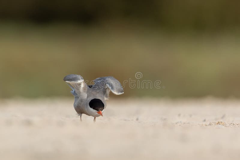 White Cheeked Tern with Wings Arched Stock Photo - Image of tern ...