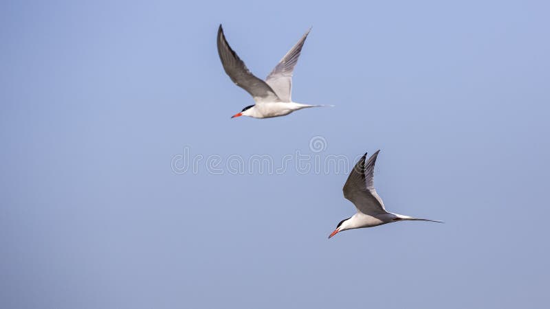 Common Terns in Flight stock photo. Image of wilderness - 71530368