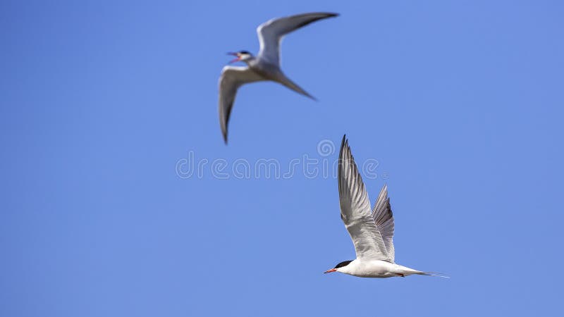 Common Terns in Flight stock image. Image of hirundo - 71534861