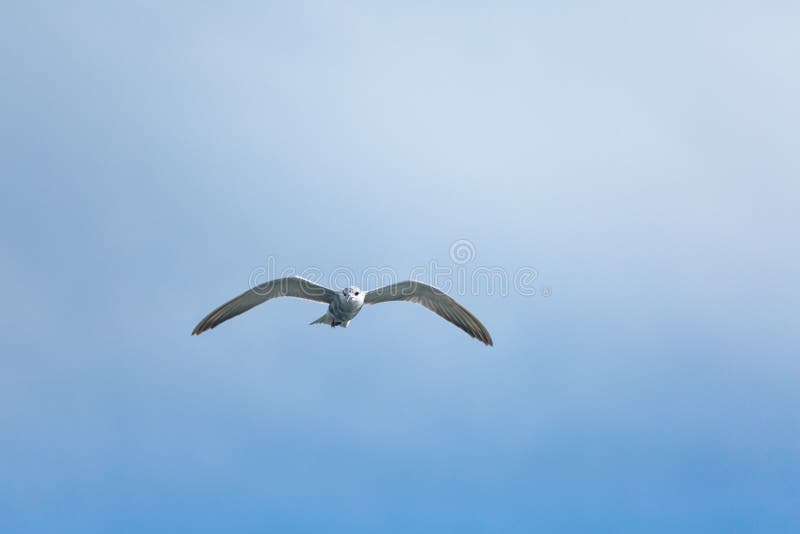 Common Terns Flying in the Blue Sky Stock Photo - Image of common ...