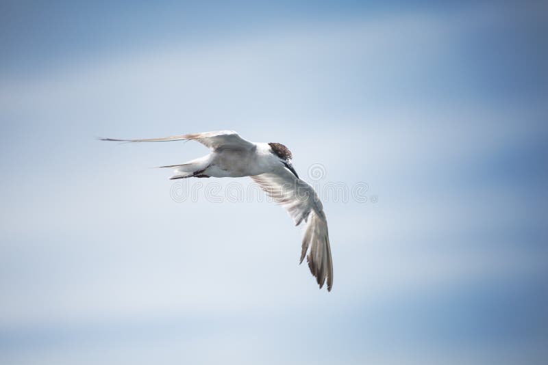 Common Terns Flying in the Blue Sky Stock Photo - Image of birding ...