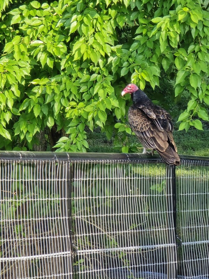 Common Texas Bird: Turkey Vulture Perched on Pasture Fencing Stock ...