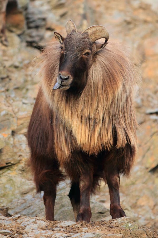 Common thar stock photo. Image of mammal, tahr, ungulate - 23826368