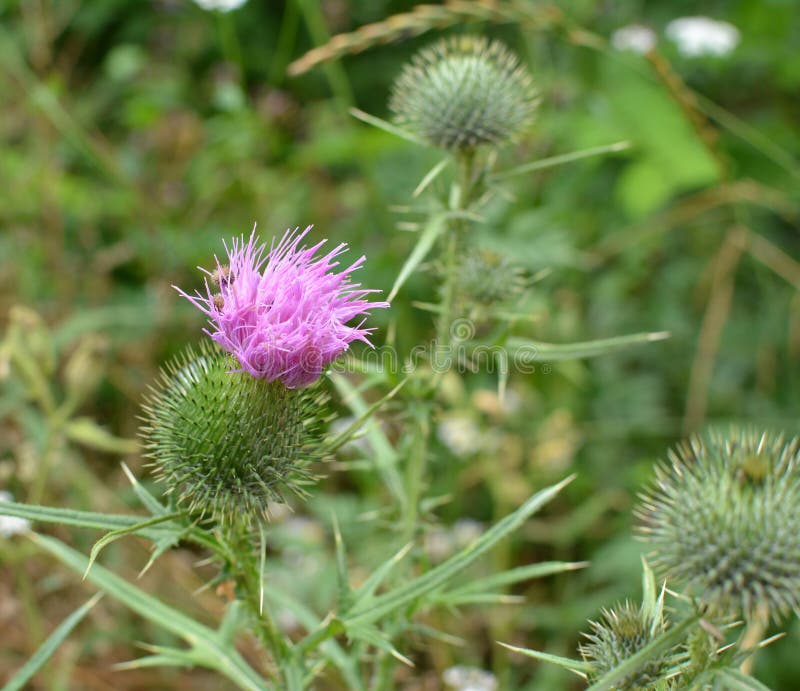 Common Thistle (Cirsium Vulgare) Grows in Nature Stock Photo - Image of ...