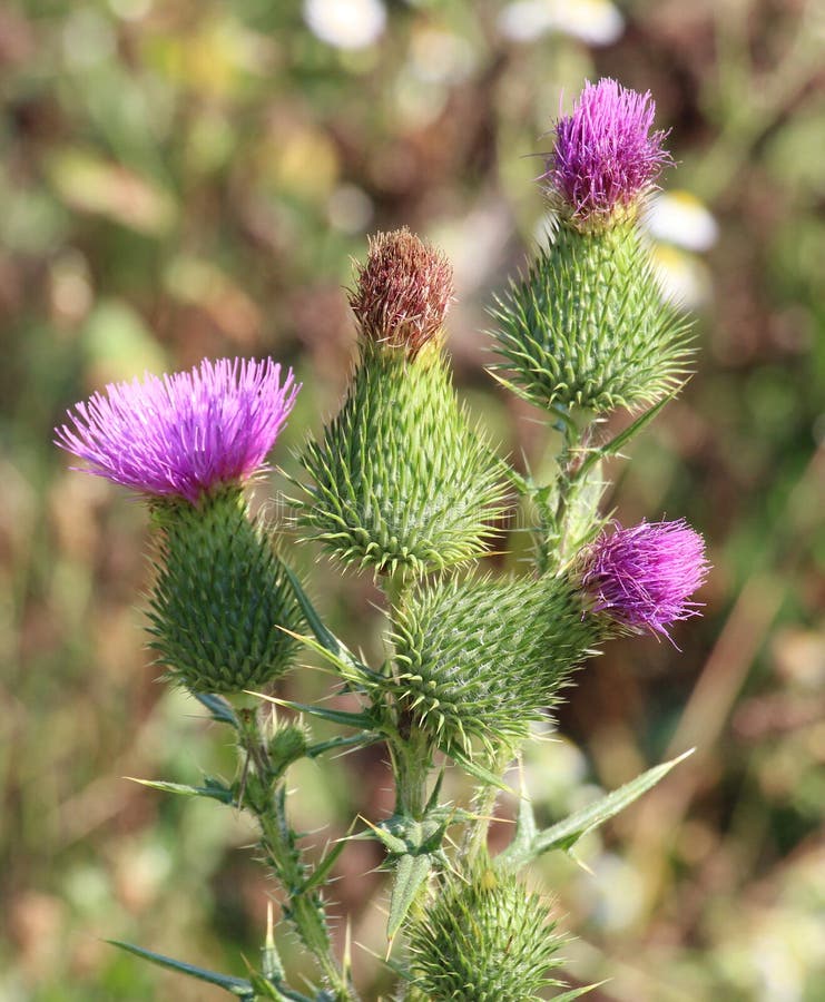 Common Thistle (Cirsium Vulgare) Grows in Nature Stock Image - Image of ...