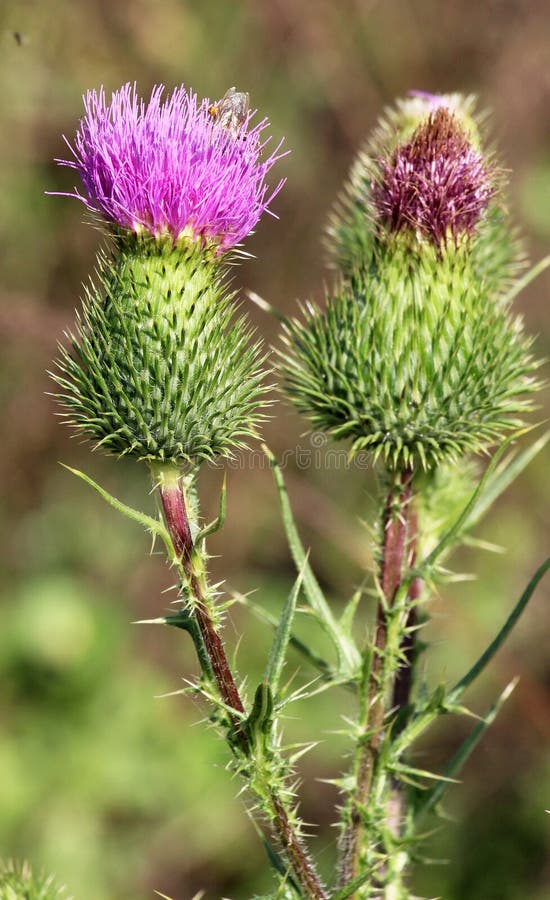 Common Thistle (Cirsium Vulgare) Grows in Nature Stock Photo - Image of ...