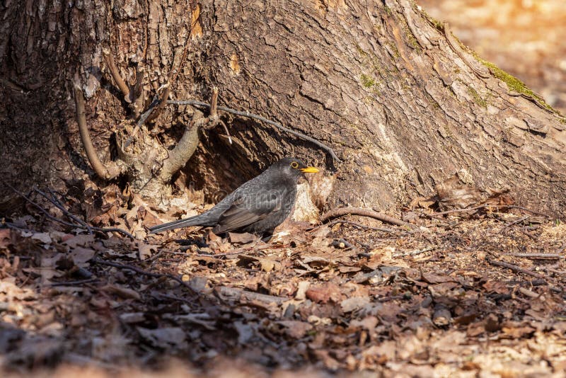 Common Thrush in the Park on a Sunny Day Stock Photo - Image of ...