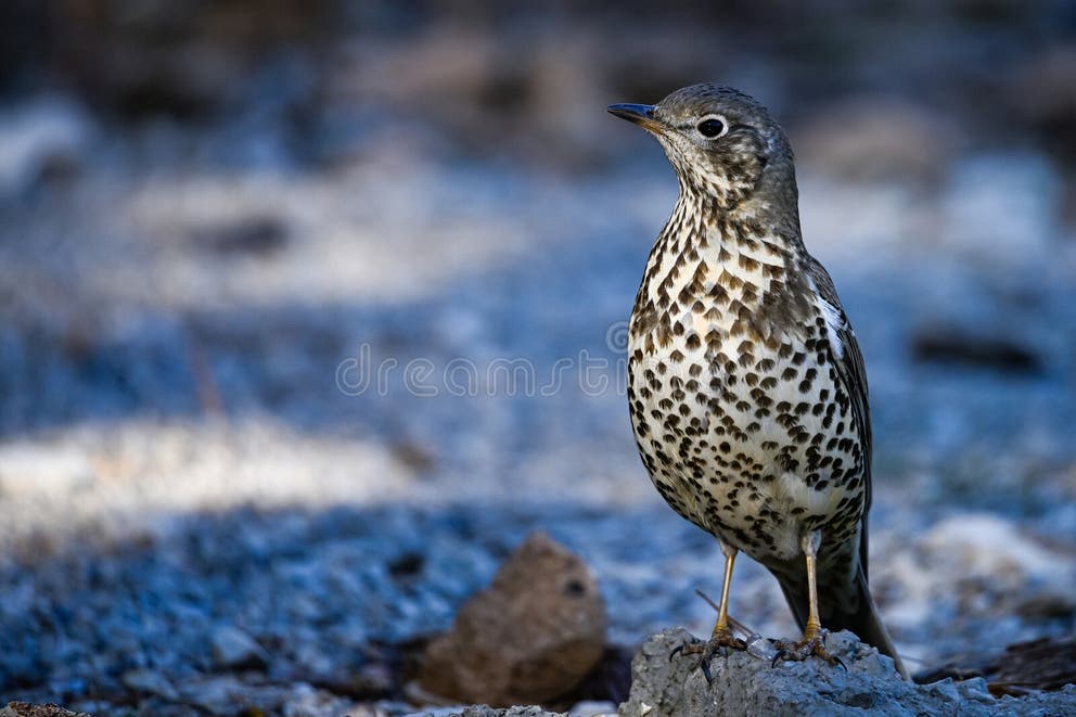 Common Thrush or Turdus Viscivorus, Perched on a Rock. Stock Image ...