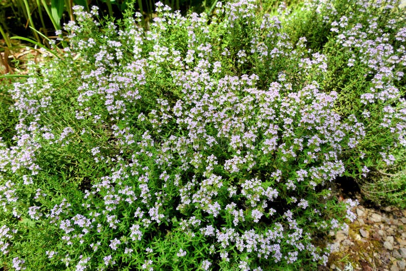 Common Thyme stock photo. Image of botanical, blossom - 248684114