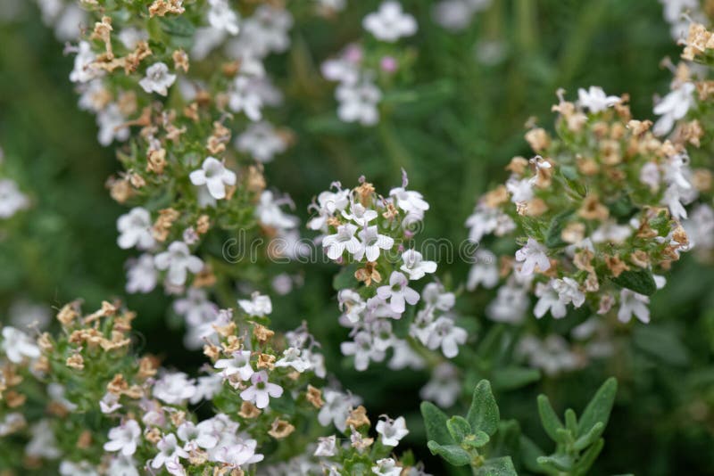 Common Thyme Thymus Vulgaris Stock Photo - Image of environment, bush ...