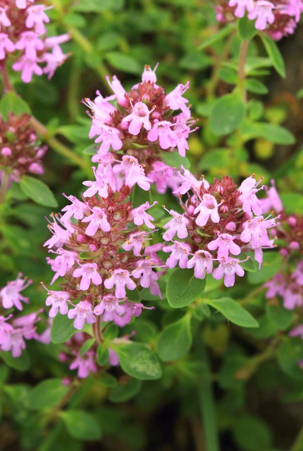 The Common Thymus Flower Blooming Stock Photo - Image of beauty, flora ...