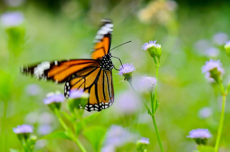 Common Tiger butterfly stock photo. Image of motion, grass - 26898090