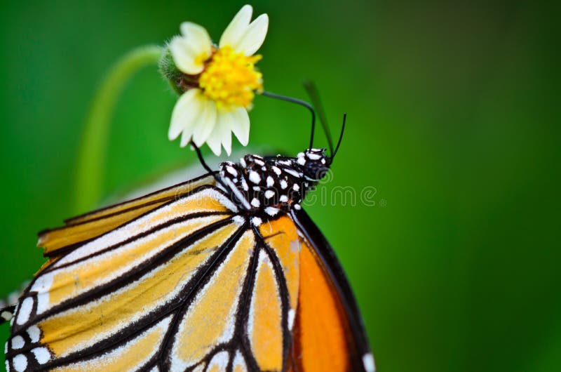 Common Tiger butterfly stock photo. Image of grass, flower - 26898496