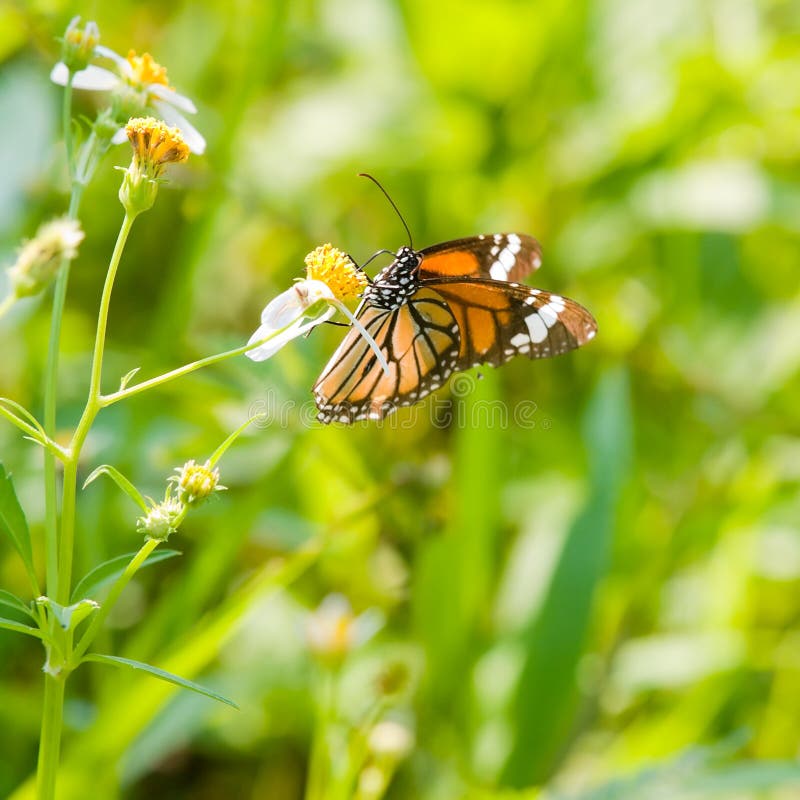 Common TIger Butterfly Picture. Image: 4034803
