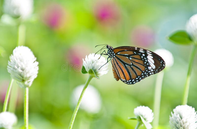 Common tiger butterfly stock image. Image of natural - 31500567