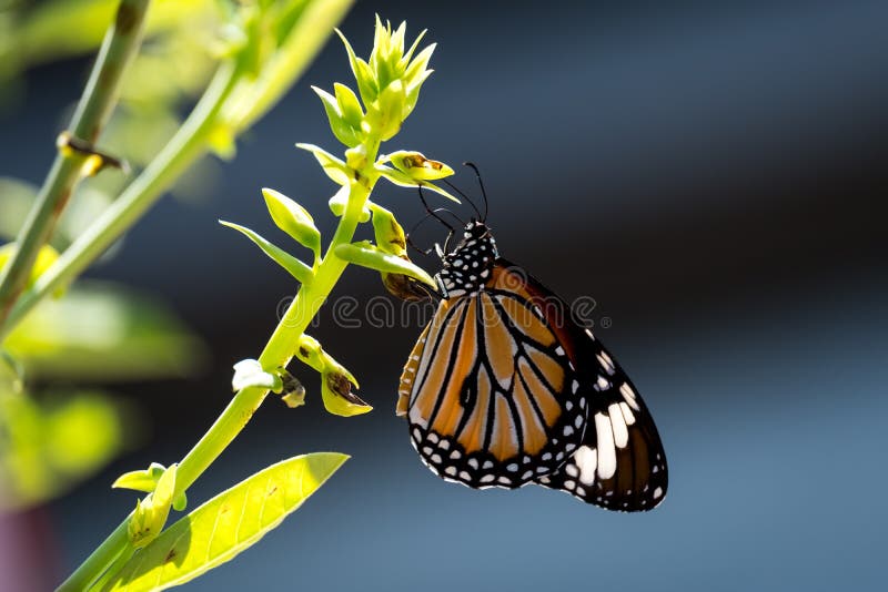 Common tiger butterfly stock image. Image of wildlife - 108579177