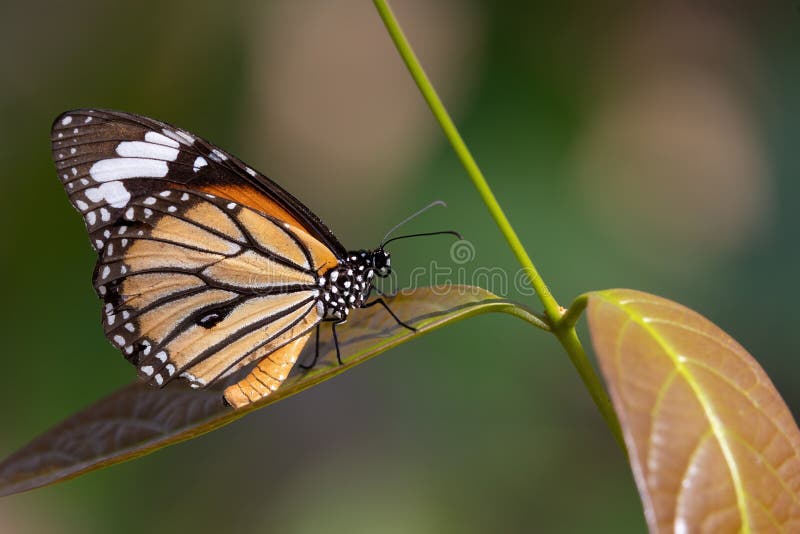 Common Tiger Butterfly on a Leaf Stock Image - Image of asian, asia ...